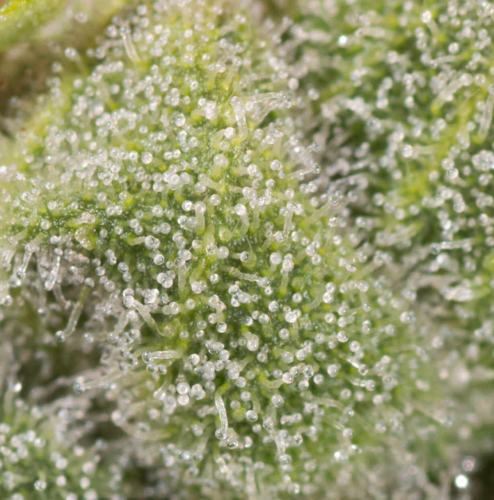 limoncello-marijuana-strain-best-weed-denver-coloradolive plant_the ...