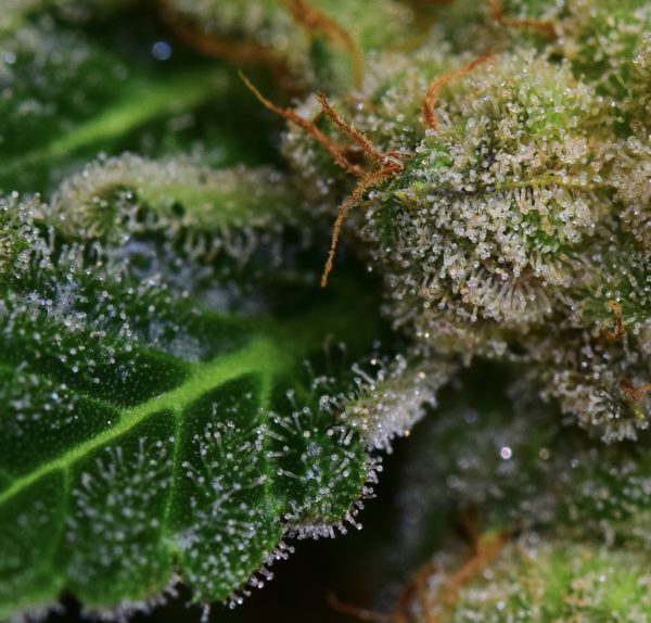 biesel-marijuana-strain-weed-strain-best-weed-ever-denver-colorado ...