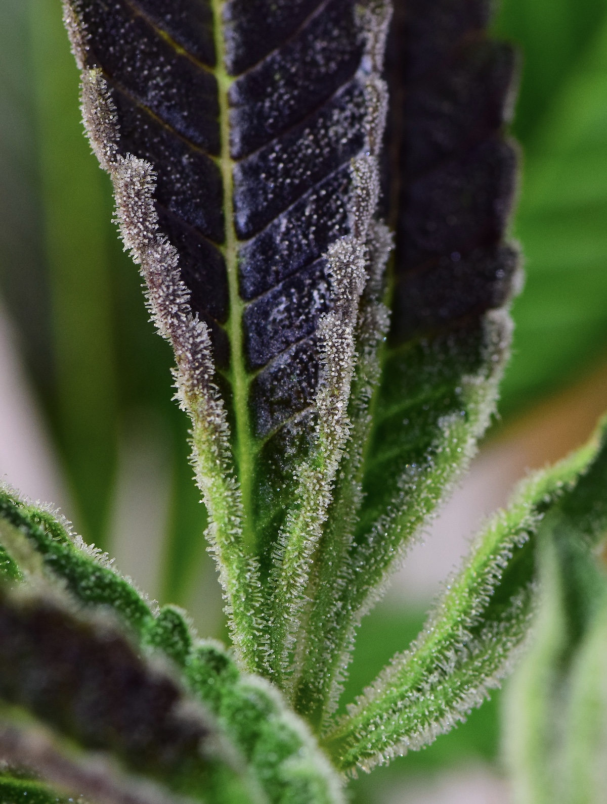 platinum-tesla-og-marijuana-strain-genome-alchemy-platinum-cookies-best ...